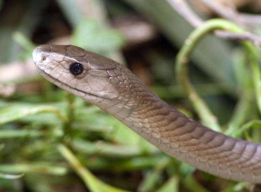 Czarna mamba uśmierzy ból. Będzie nowy lek? - Aktualności - Zdrowie ...